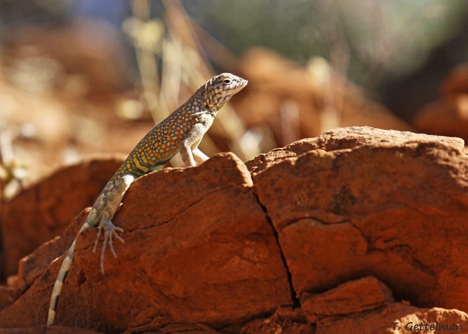 The Endangered Dunes Sagebrush Lizard and Its Habitat | Defenders of Wildlife